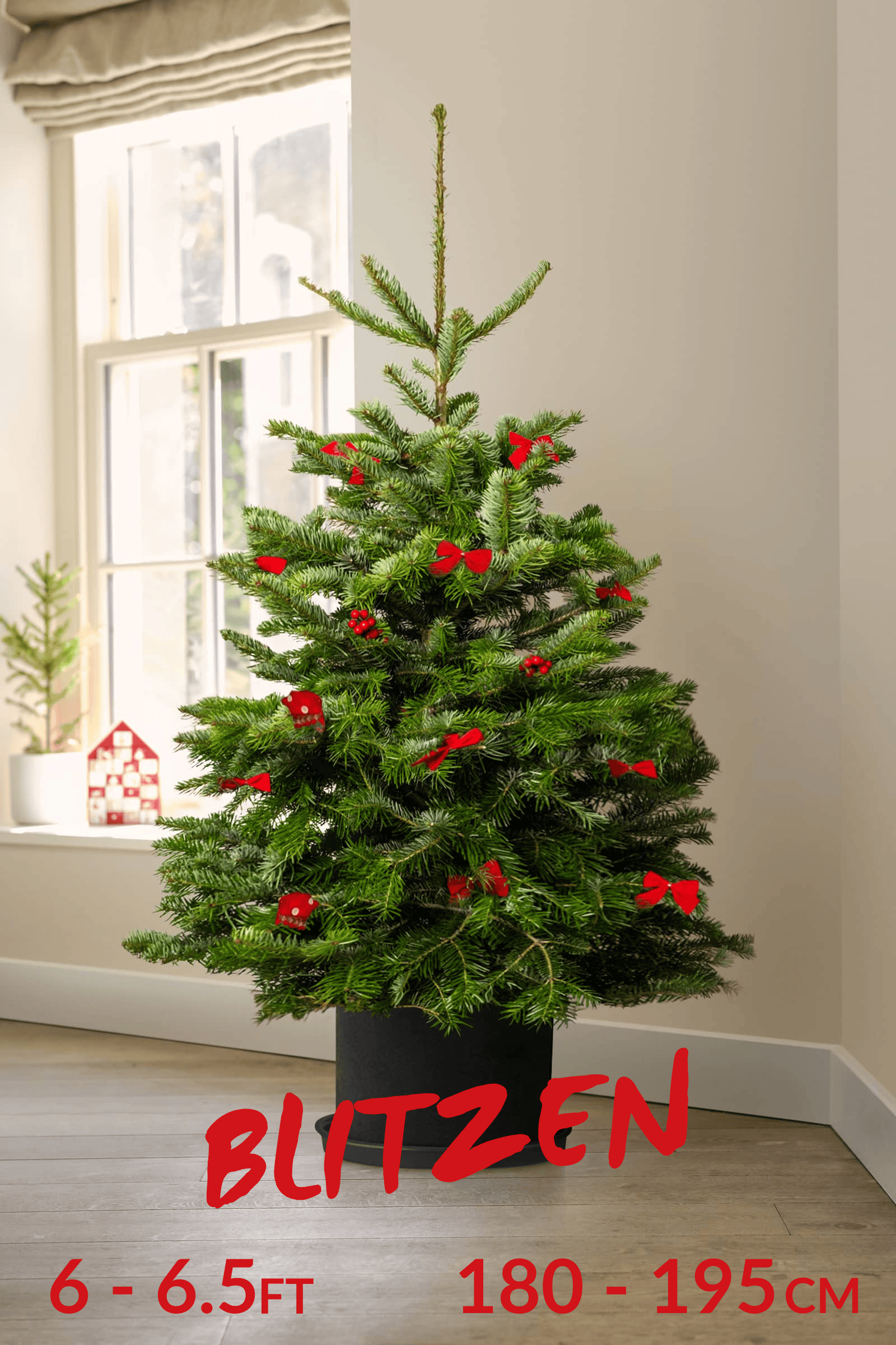 Pot Grown Tree (You Rent, We Replant) – Green Elf Trees