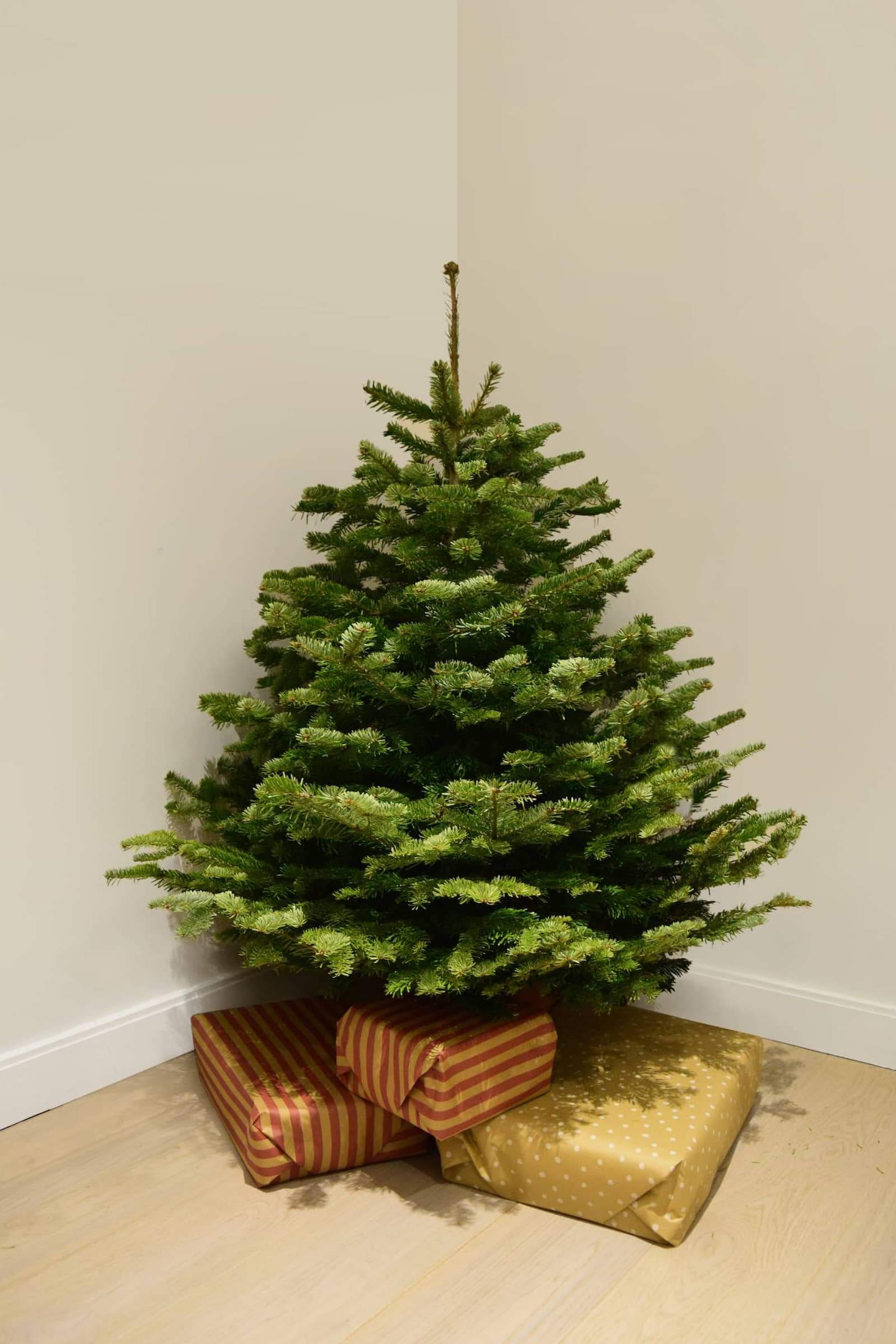 Green Elf Trees Delivering Christmas